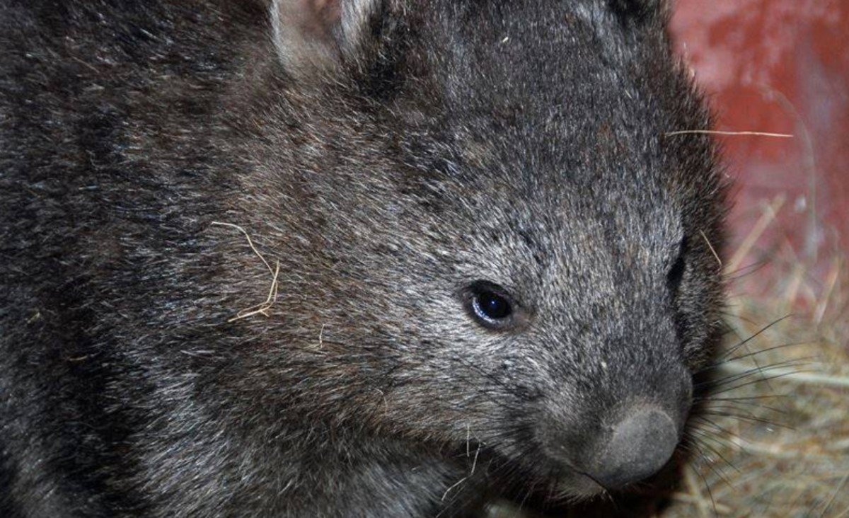 Vombat született a budapesti állatkertben, itt az első videó a kicsiről ...